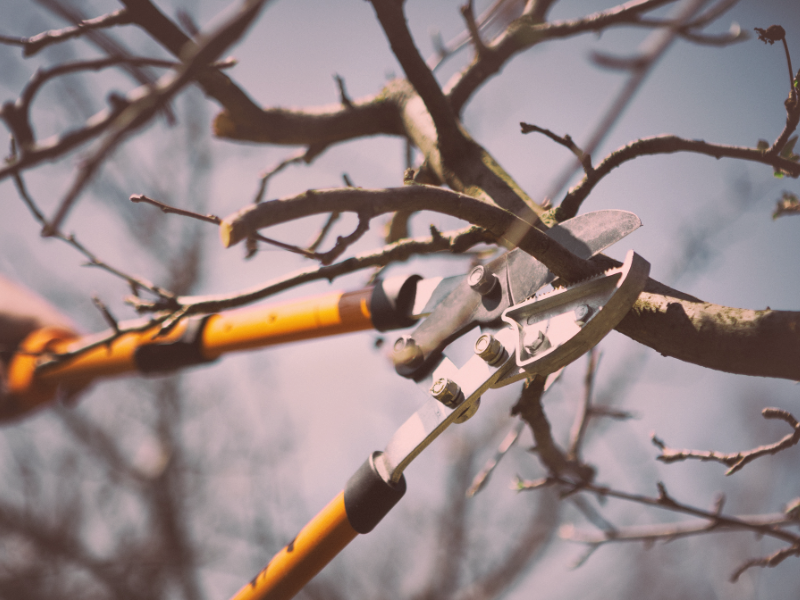 Eliminating Ministry Clutter: Practicing the Pruning Principle - PRC ...